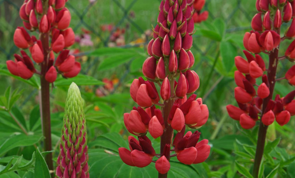 Plantas leguminosas: 30 ejemplos - Biología