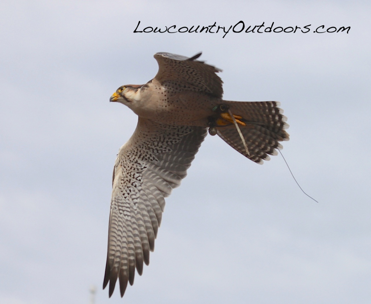 Lowcountry outdoors: 2017 SEWE Birds Of Prey Flight Demos