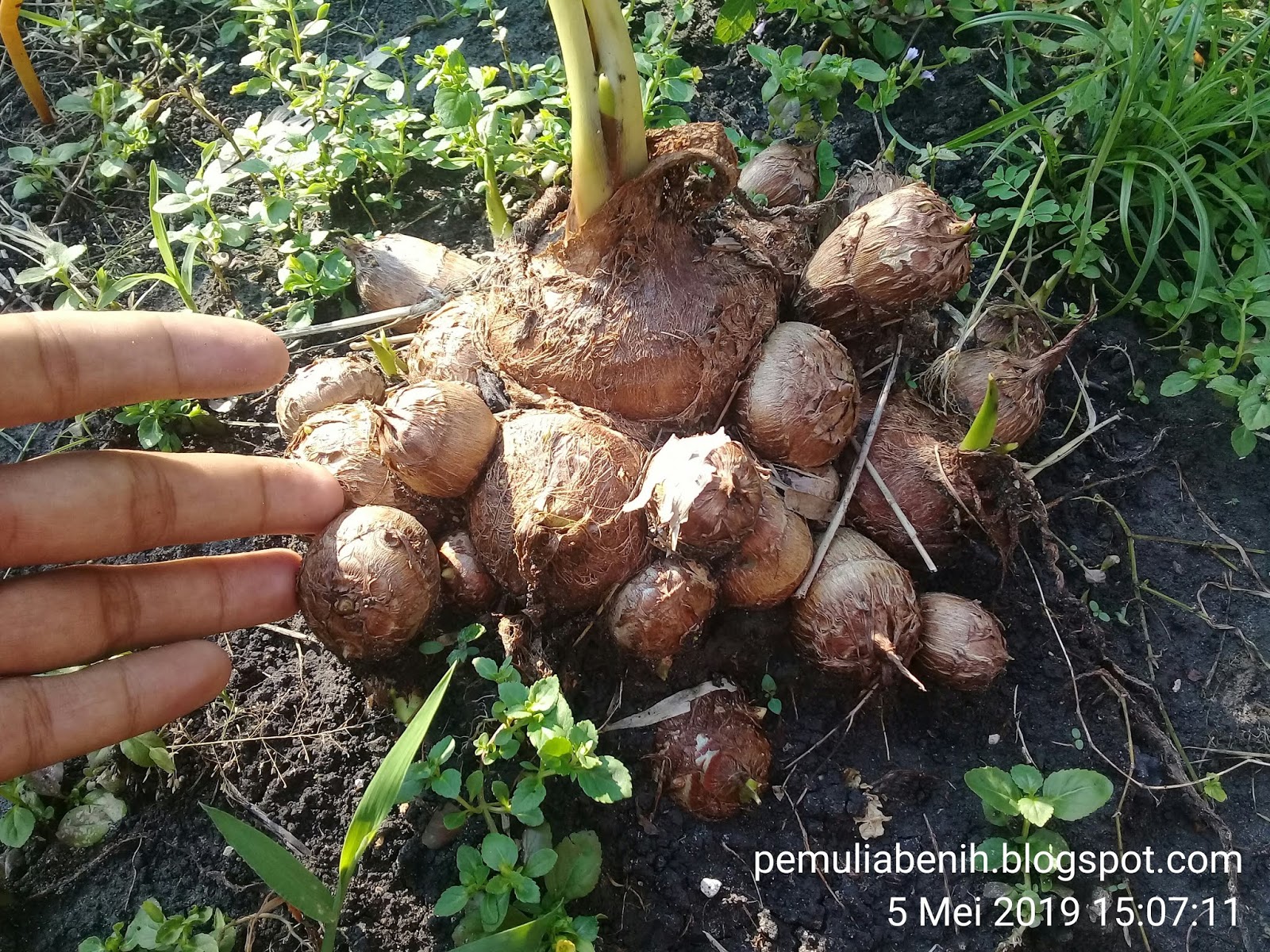 Melihat Budidaya Talas Jepang Satoimo di Lahan Lamongan pada Tahun 2019 ...