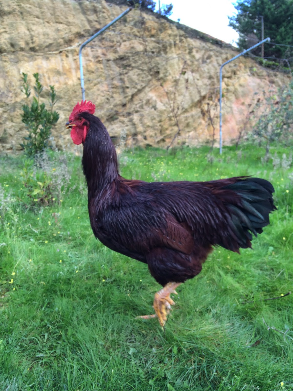 O Galinheiro do Amieiro: Rhode Island