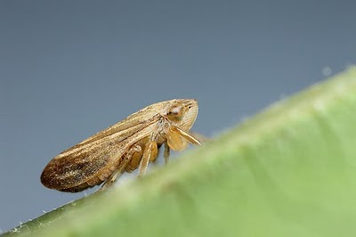 Baguseven 'blog: 10 Hewan Pelompat Terbaik di Dunia