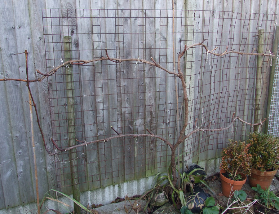 Home Grown Grapes UK.: Spur Pruning Part 1.