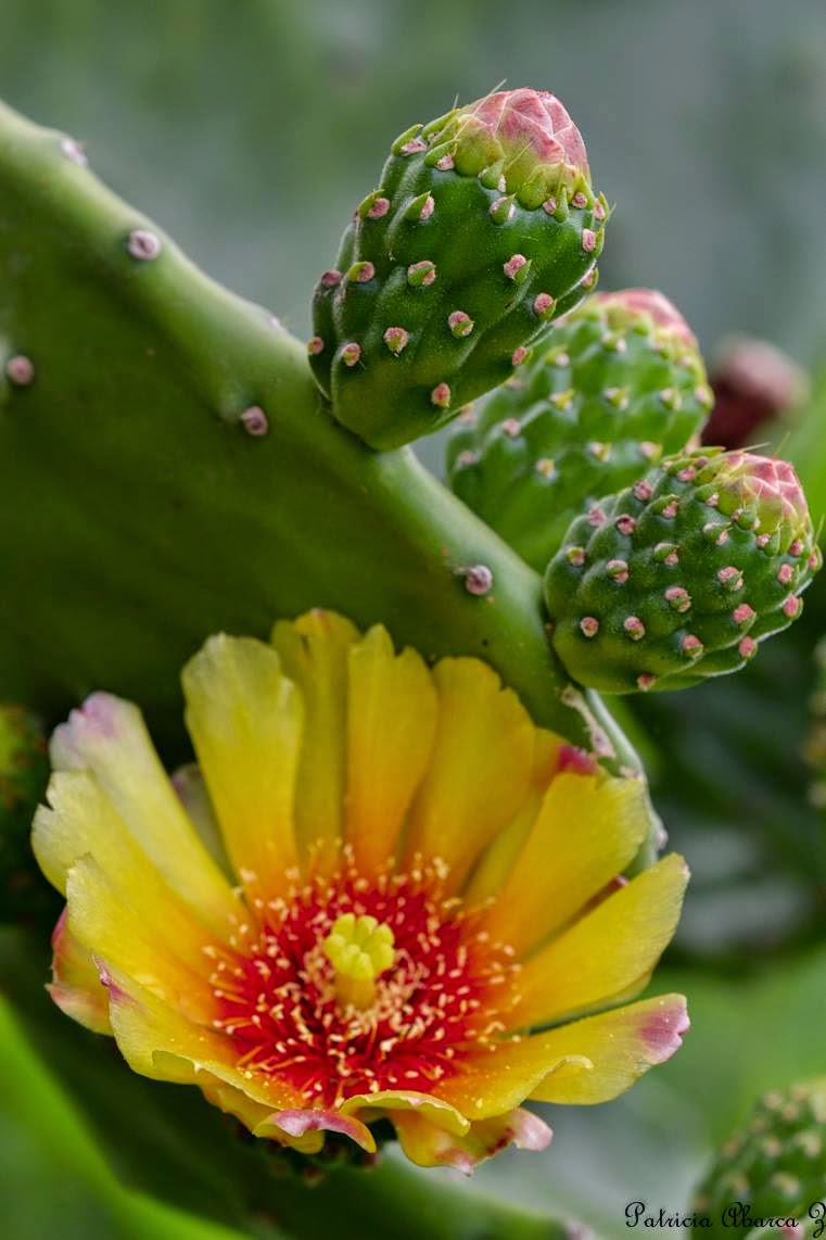 Jaime Ramos Méndez: Mundo natural en el Occidente de Michoacán - Flor ...