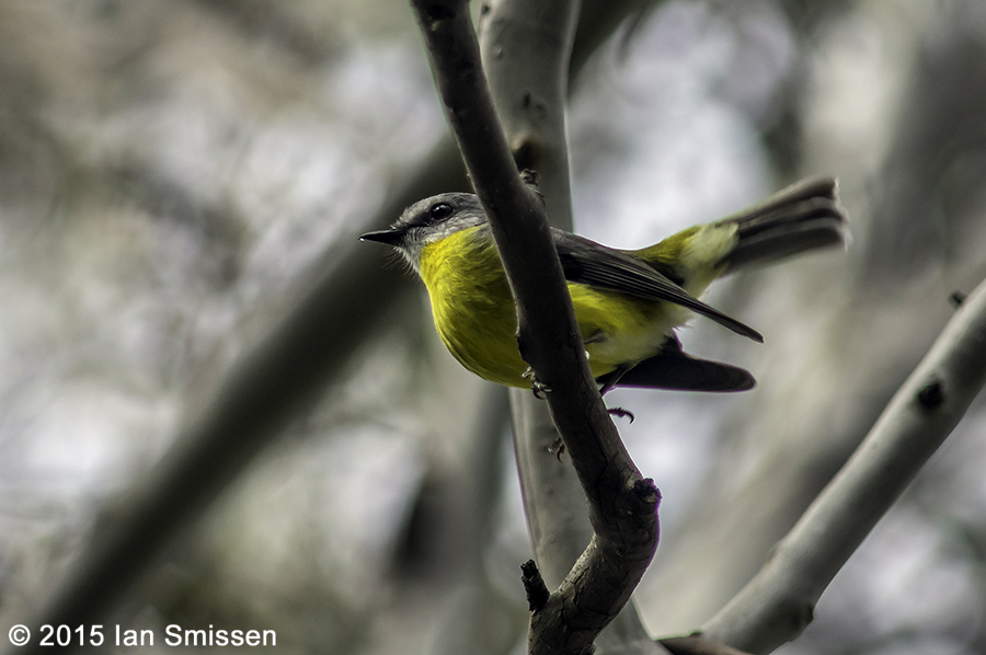 A passion for birds...: No.1 and No.2 Dams, Chiltern