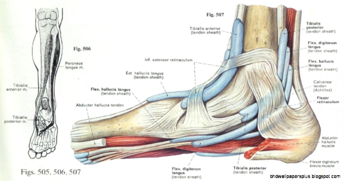 Ankle Anatomy HD Wallpapers Plus ankle-anatomy-hd-wallpapers-plus