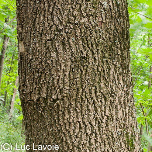 Arbres des parcs-nature et boisés de Montréal: Écorce de l'érable à Giguère