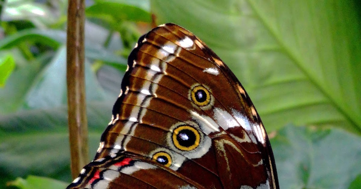 Welcome to KIPEPEO PUBLISHING: Kipepeo Publishing website