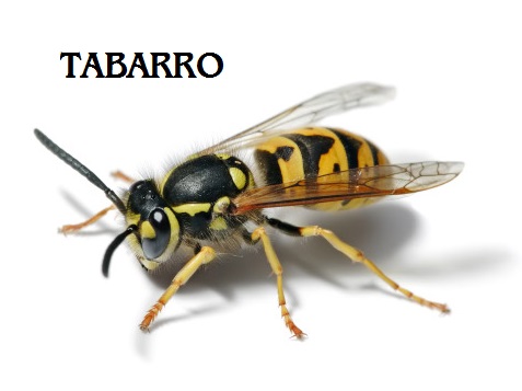 Diccionario de Algodonales: T