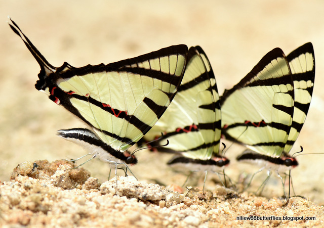 The Forested Path (and Beyond): BUTTERFLIES of RAUB: The Fourbar ...