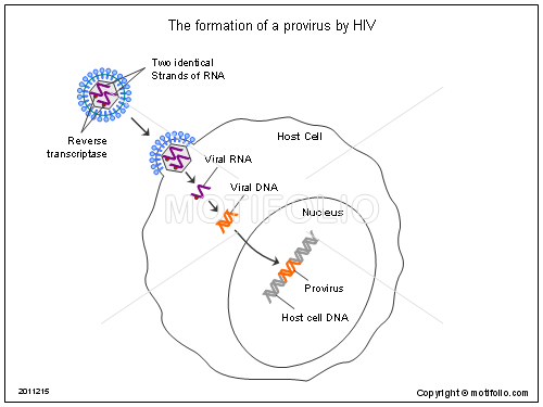 El Rincón de Ivo: Capítulo XVIII: El verdadero poder de la evolución.