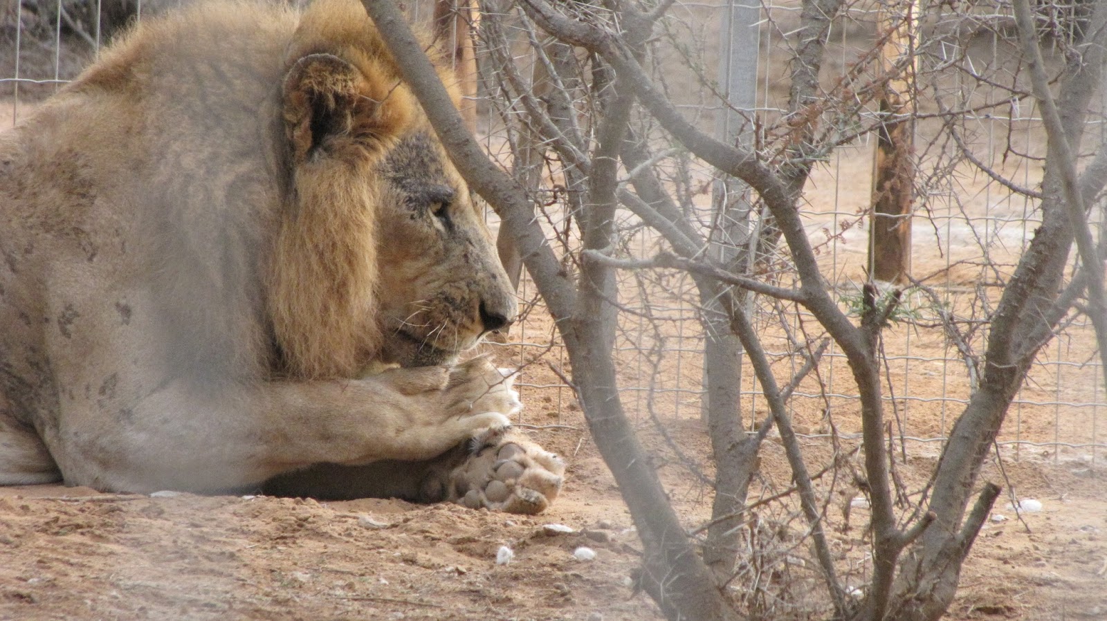 Taylor Walters Denyer: Family Fun in Djibouti Part II: Decan Wildlife ...