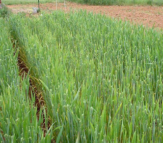 Mid-Atlantic Plant Research Center: Some of the winter grains