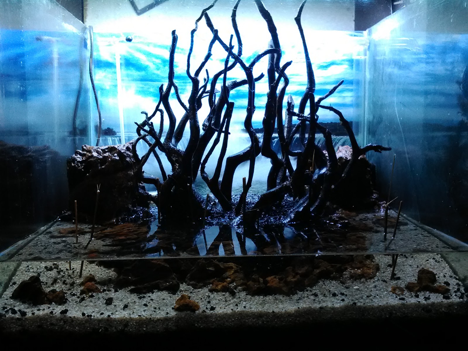 Iban_betta_farm with natural aquascape