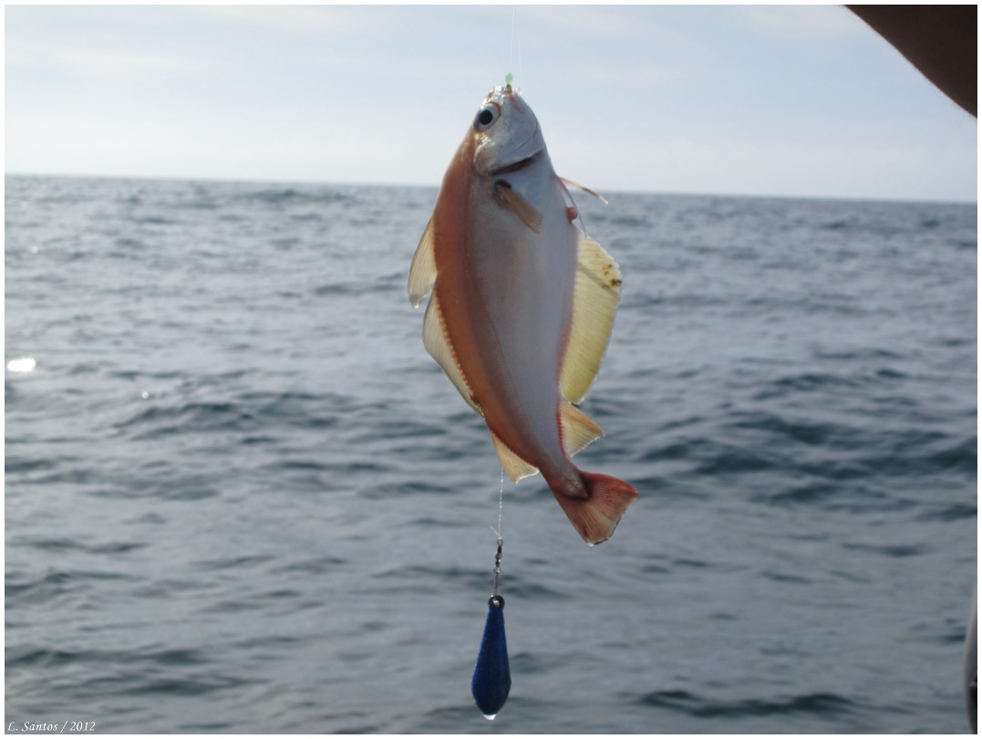 Photos all over the World - Fotos do Mundo: Pescando faneca