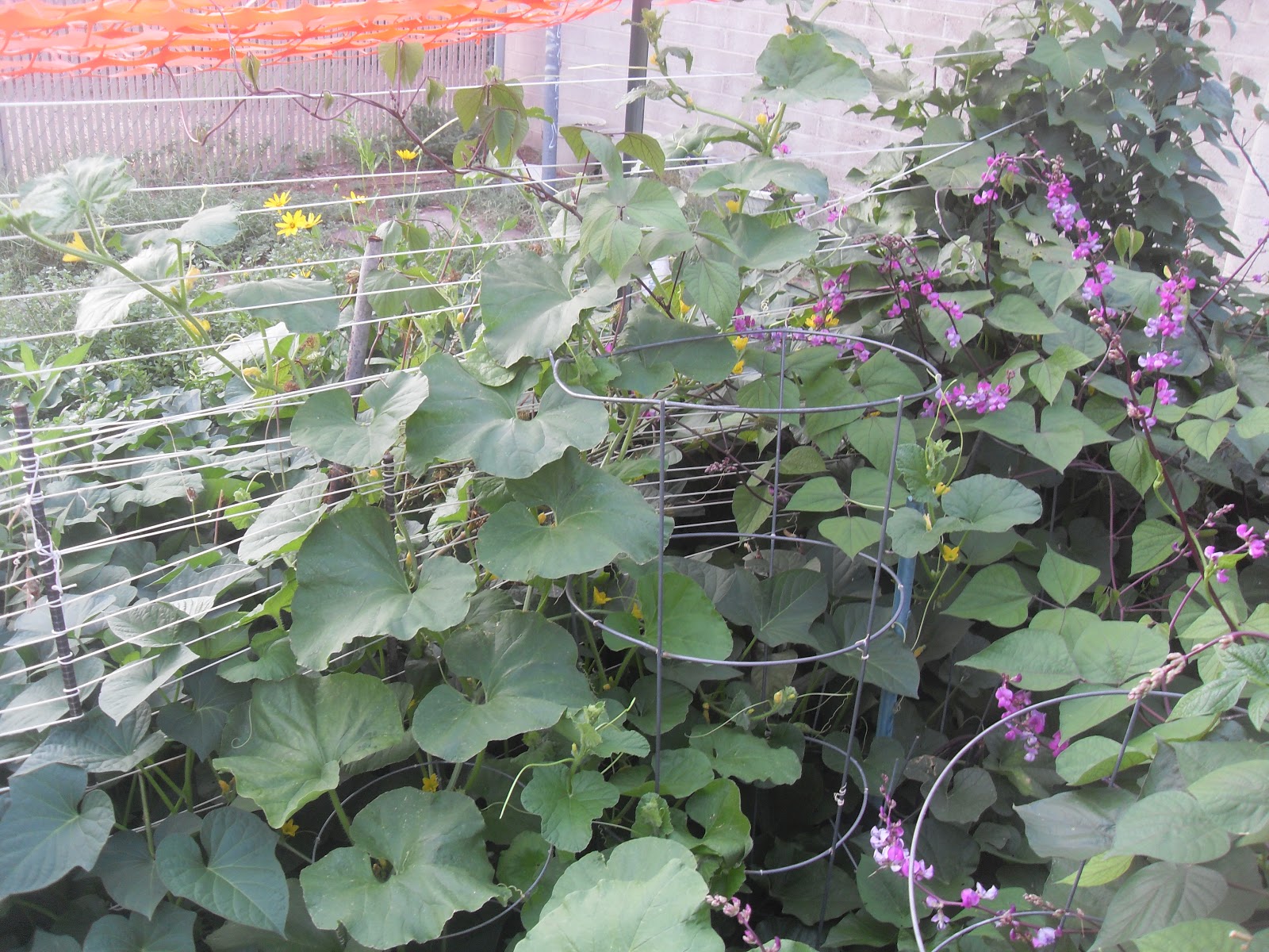 The Scientific Gardener: Gardening in Layers