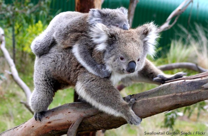 EKOGEO: KOALA : MAMALIA LUCU DARI AUSTRALIA