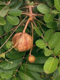 Andiroba - Carapa guianensis Aubl.