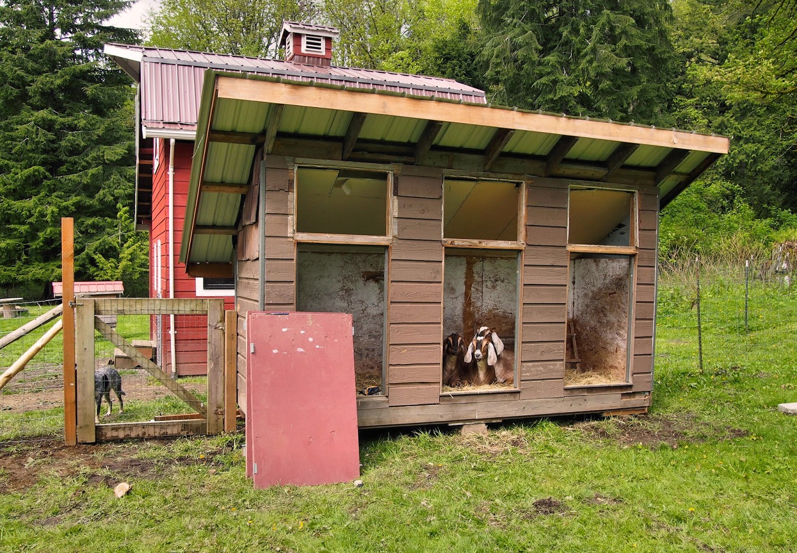 Twisted Fern Farm: Today's Sheep Shack Project: Brought to you by Banjo
