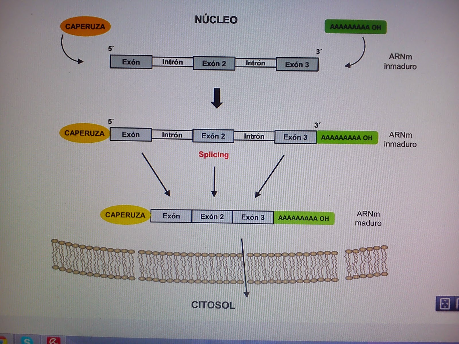 BIOLOGÍA CELULAR Y MOLECULAR: V. Ribosomas