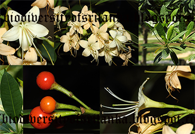 Biodiversity of Sri Lanka: වල් කරාඹු[Wal Karabu]/Tembusu (Cyrtophyllum ...