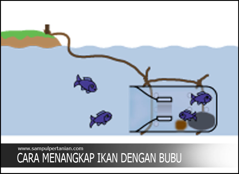 Cara Membuat Perangkap Ikan Dari Bambu
