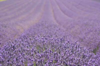 Lavanda – Lavandula angustifolia, porodica Lamiaceae, usnače – Narodna ...