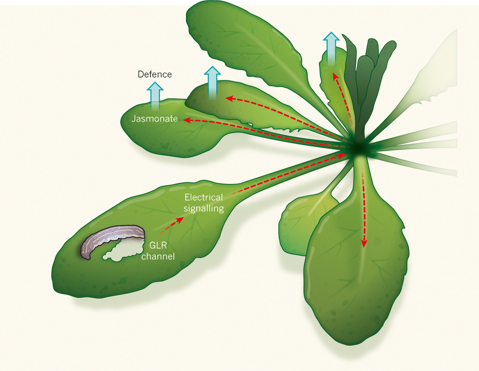 Earth's Internet & Natural Networking: Biological Power Plants ...