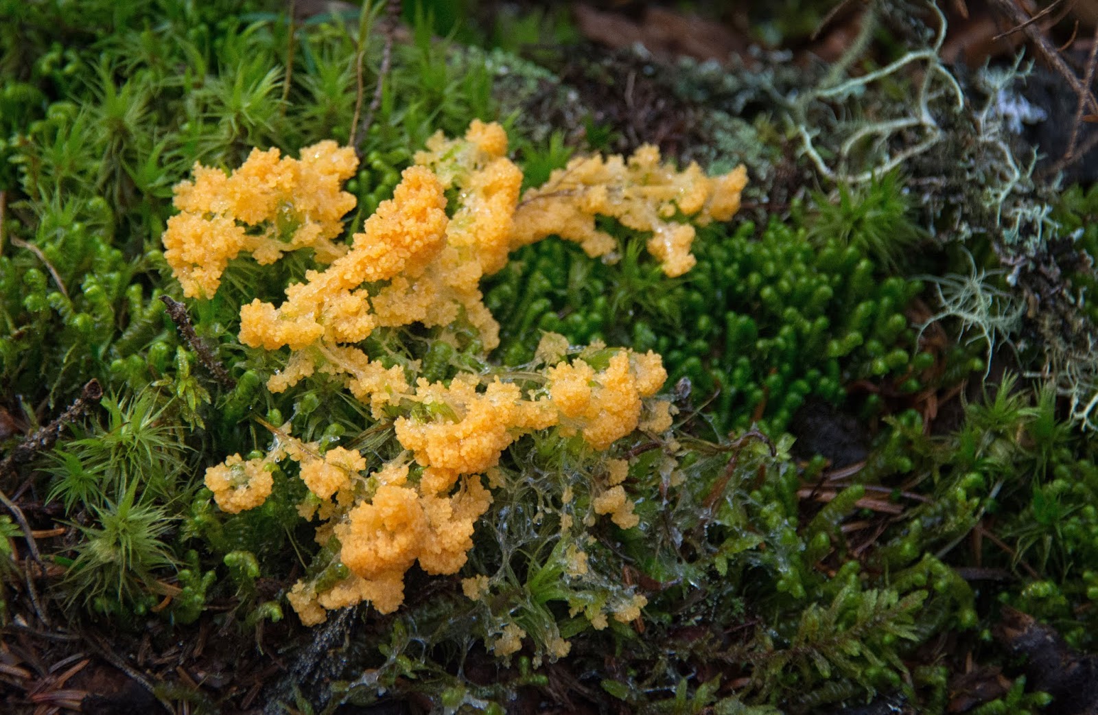 Carol's View Of New England: Moose Bog, Ferdinand VT