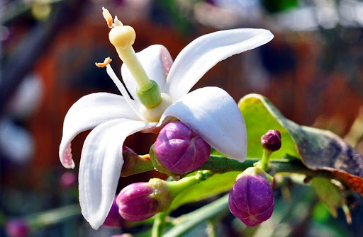 Vriksha Nursery: The Secret code of flowers: a "Valentine DAY" special