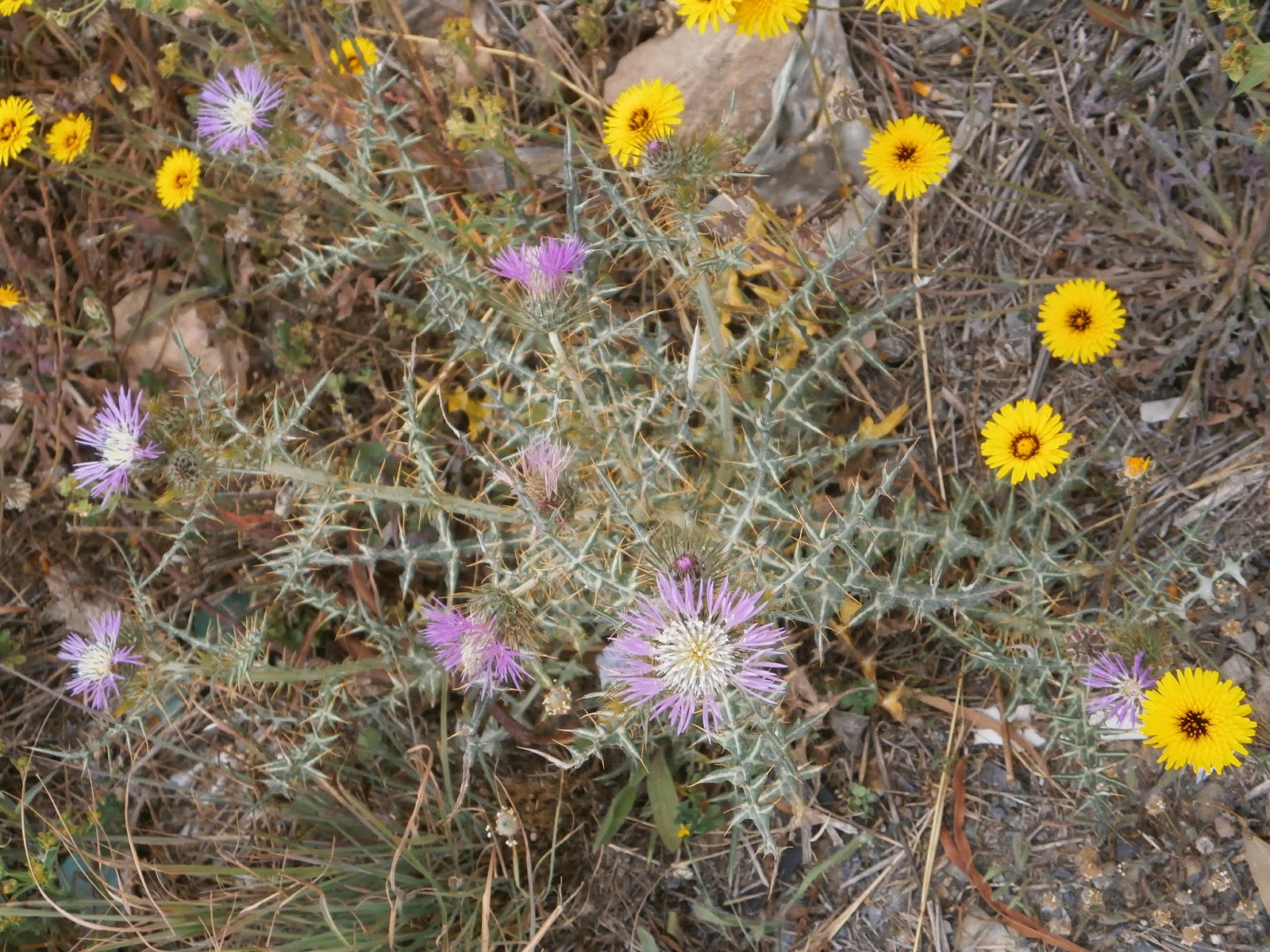 HERBARIO VIRTUAL DE BANYERES DE MARIOLA Y ALICANTE: Galactites ...