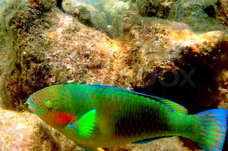 PARROTFISH photos - wallpapers (ανανεωμένο) | the fun bank