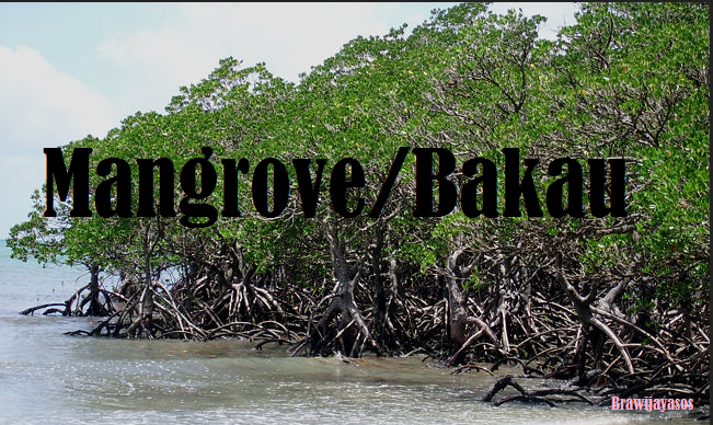 Mangrove / Bakau | Jalesveva Jayamahe