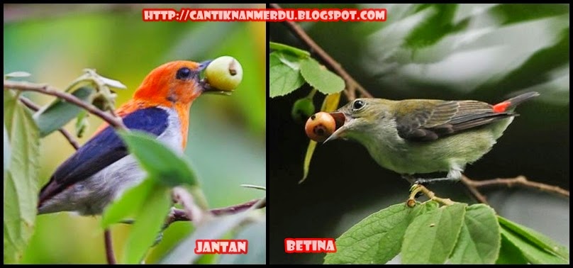 Budidaya Burung: Mengenal burung Cabe jawa / Kemade / Ndas abang jantan ...