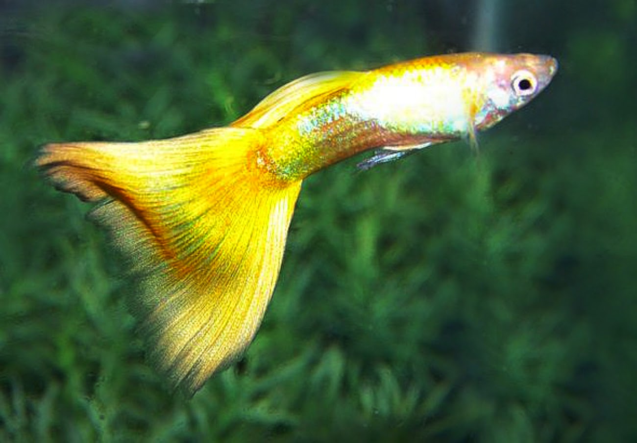 Fish Keeping Tips: High Breed Guppies