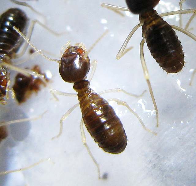 Photos and Info on Ants and Termites of Malaysia: Longipeditermes longipes