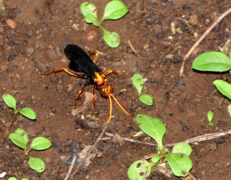 Gifting Trees...: Garden-Friendly Bugs!