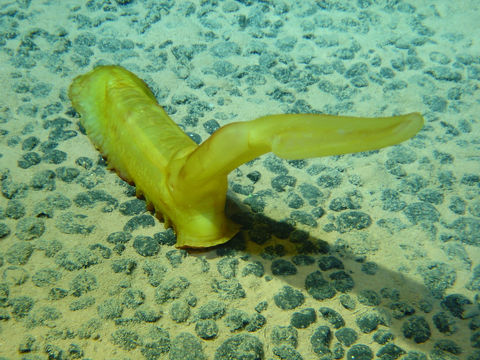 The Echinoblog: Deep-Sea Swimming Sea Cucumbers and the "most bizarre ...