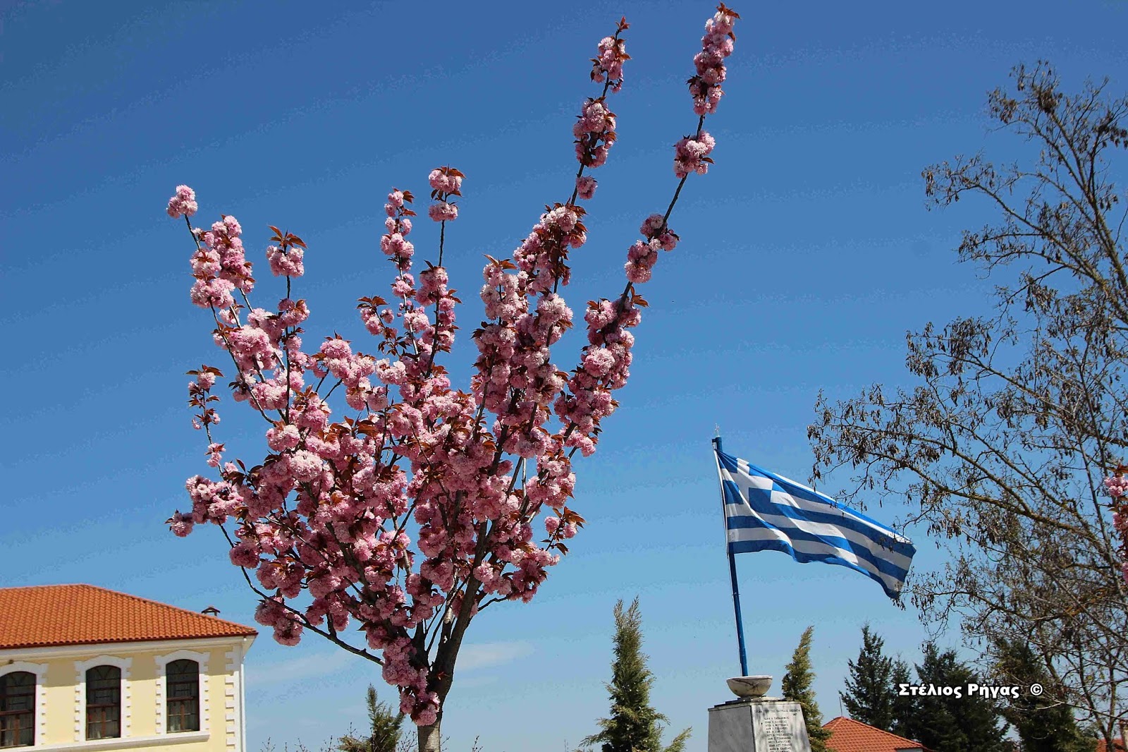 ΑΝΤΙΛΑΛΟΙ ΤΗΣ ΑΡΝΑΙΑΣ: Στις ανθισμένες Αγριοκερασιές της Αρναίας
