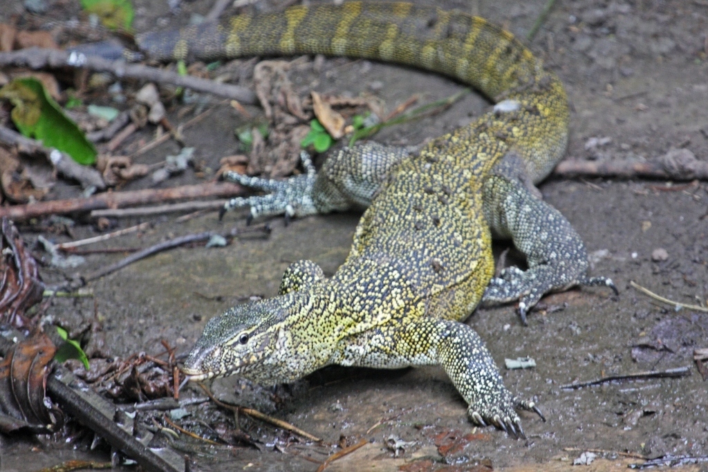 Los varanos. Corazón de dragón