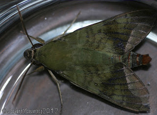 Nephele Sphinx Moth | Project Noah