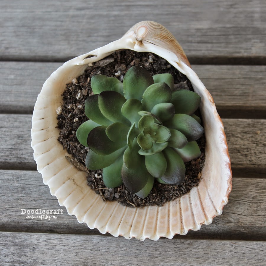 Seashell Succulent Planter!