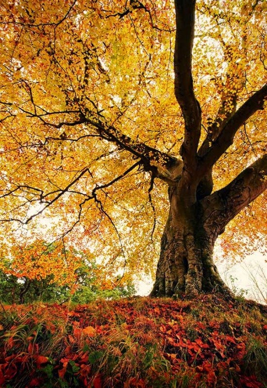 Andy foto natura: Arboles hermosos