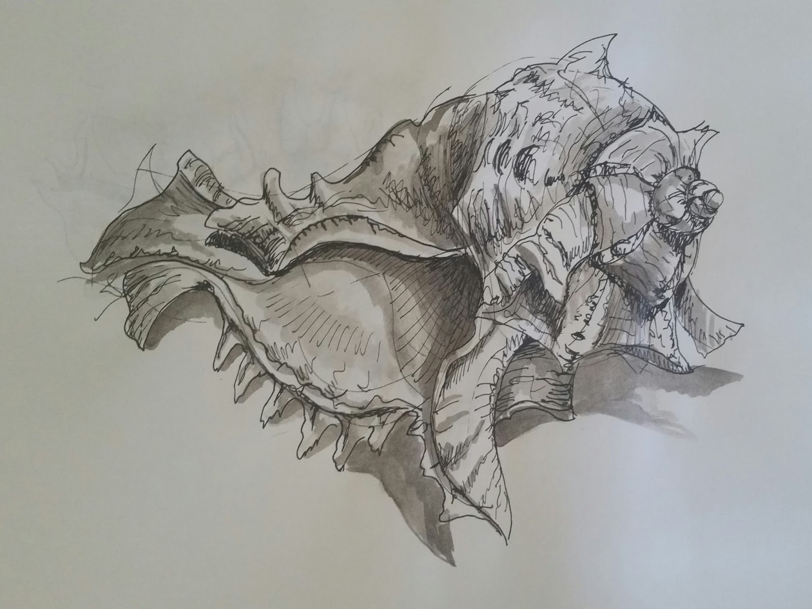 Sketch of the Week: Shell Studies