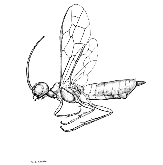 Superfamily CEPHOIDEA