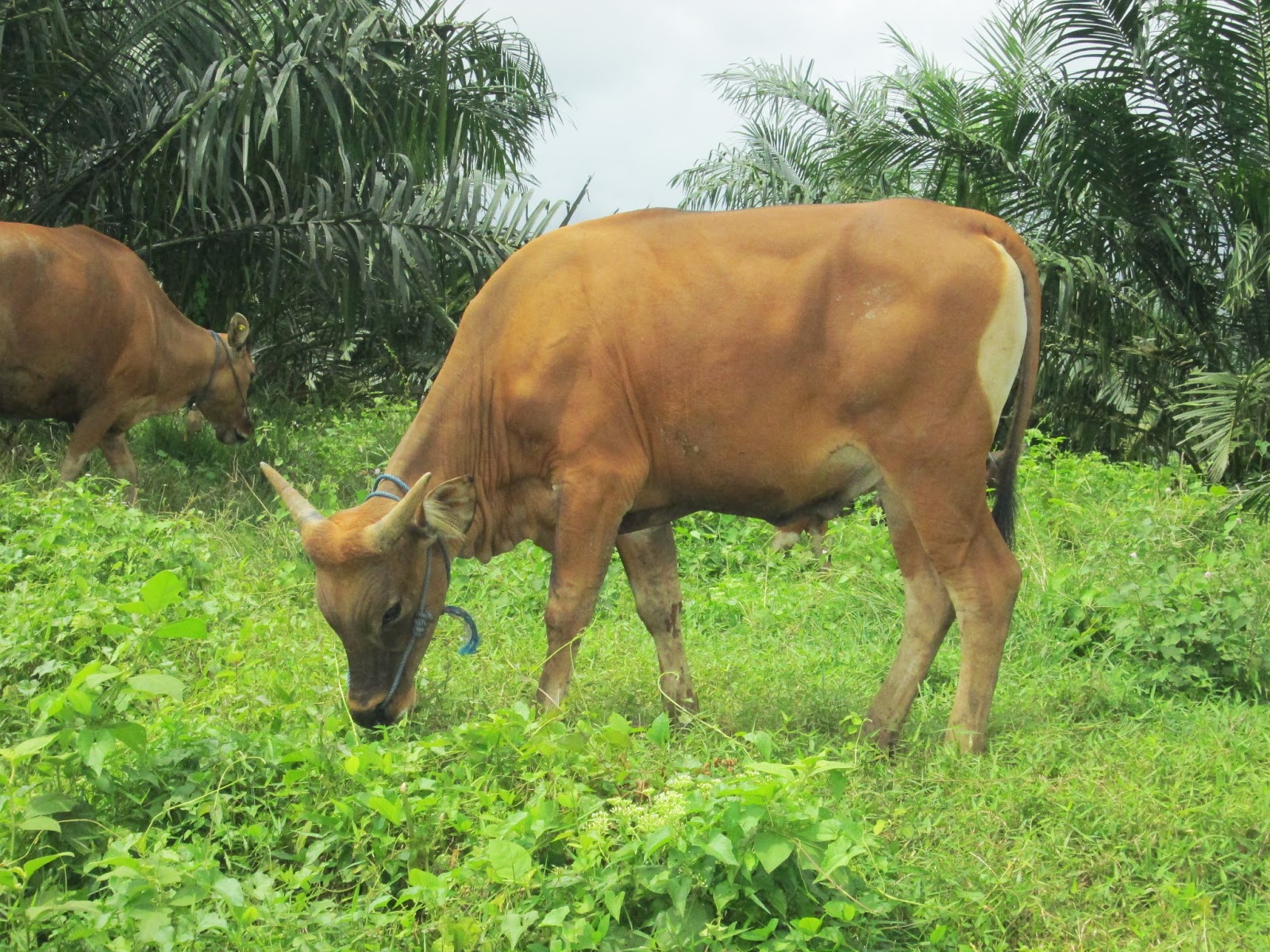 Biomass Industrial Innovative Projects: Cattle Farms With Palm Oil ...