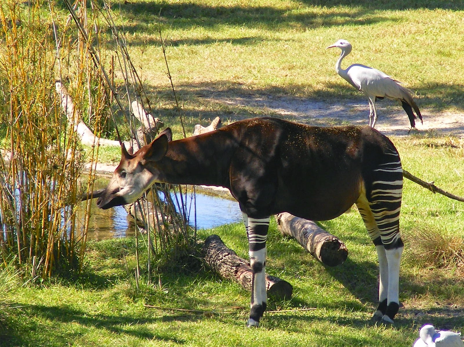 Safari Mike: Okapi