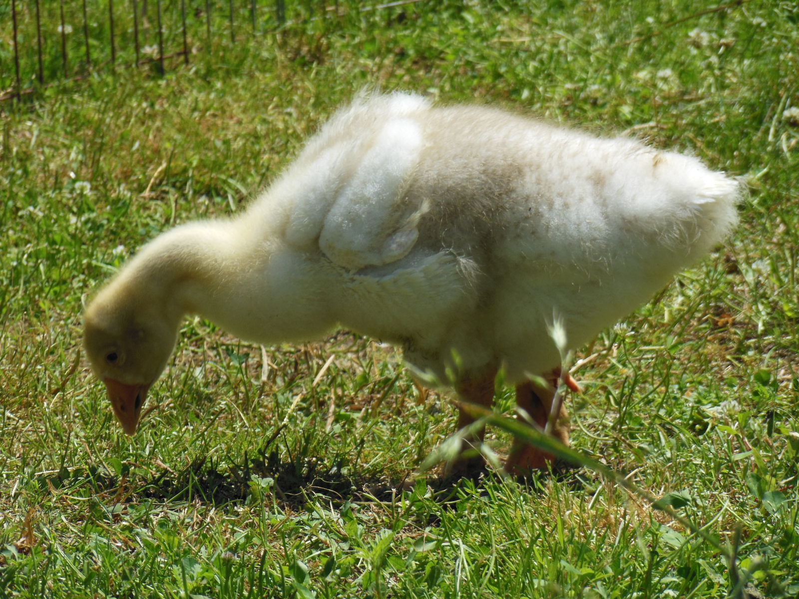 5/22 - Geese are natural grazers and boy do mine LOVE their grass!