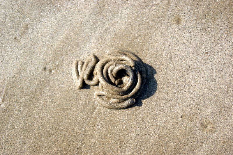 Andere Waterdieren: Zeepier