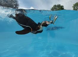 Penguins hunting for their food: krill, fish and squid