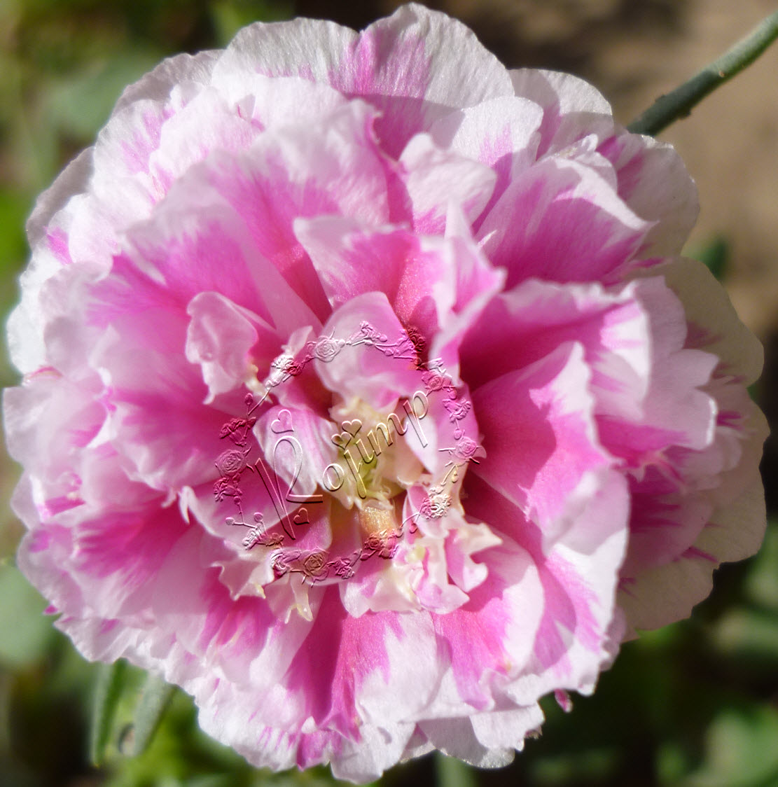 Flores y Frutos: Portulaca (o Coqueta)